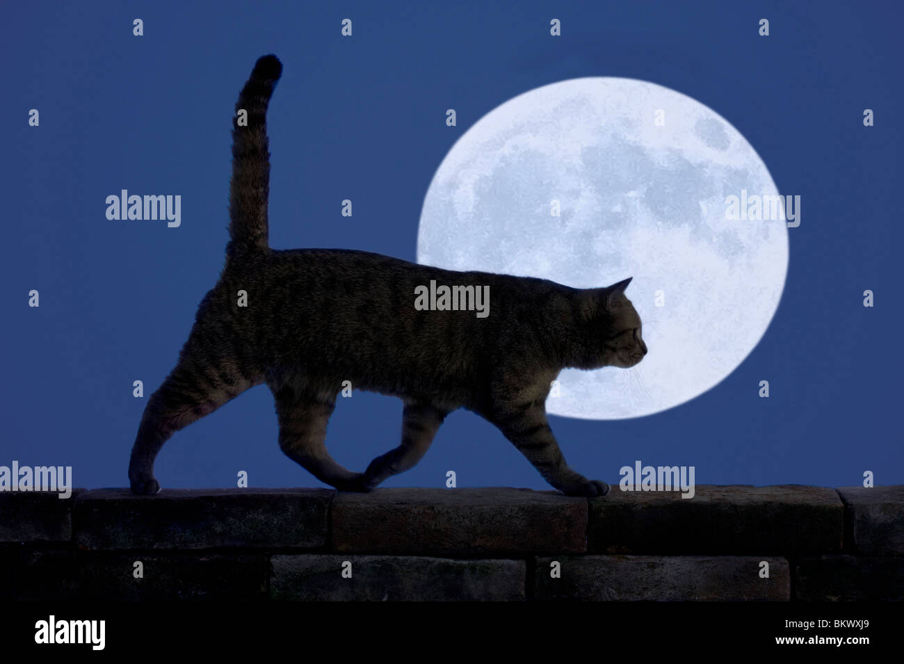 Domestic cat walking silhouetted against the full moon Stock Photo - Alamy
