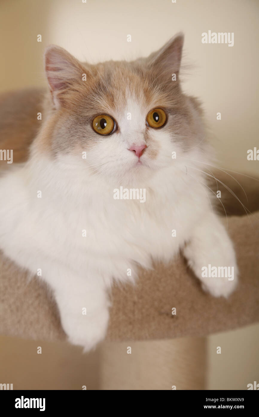 British longhair cat lilac tortie white highlander hi-res stock ...