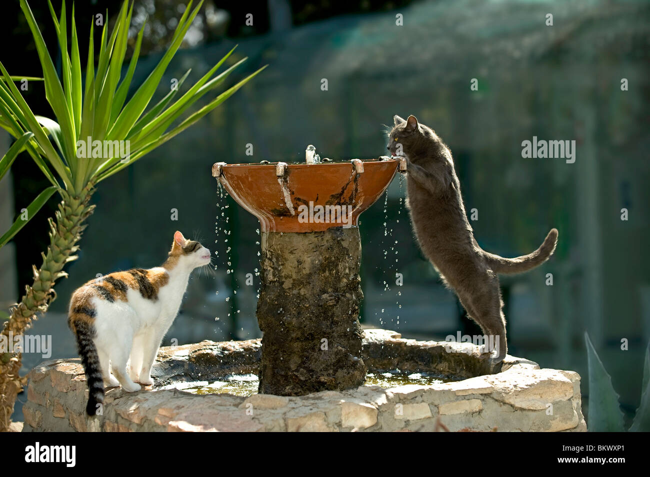 Cats drink hi-res stock photography and images - Alamy