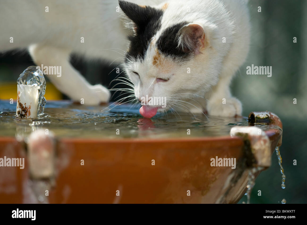 Cat fountain drink hi-res stock photography and images - Alamy