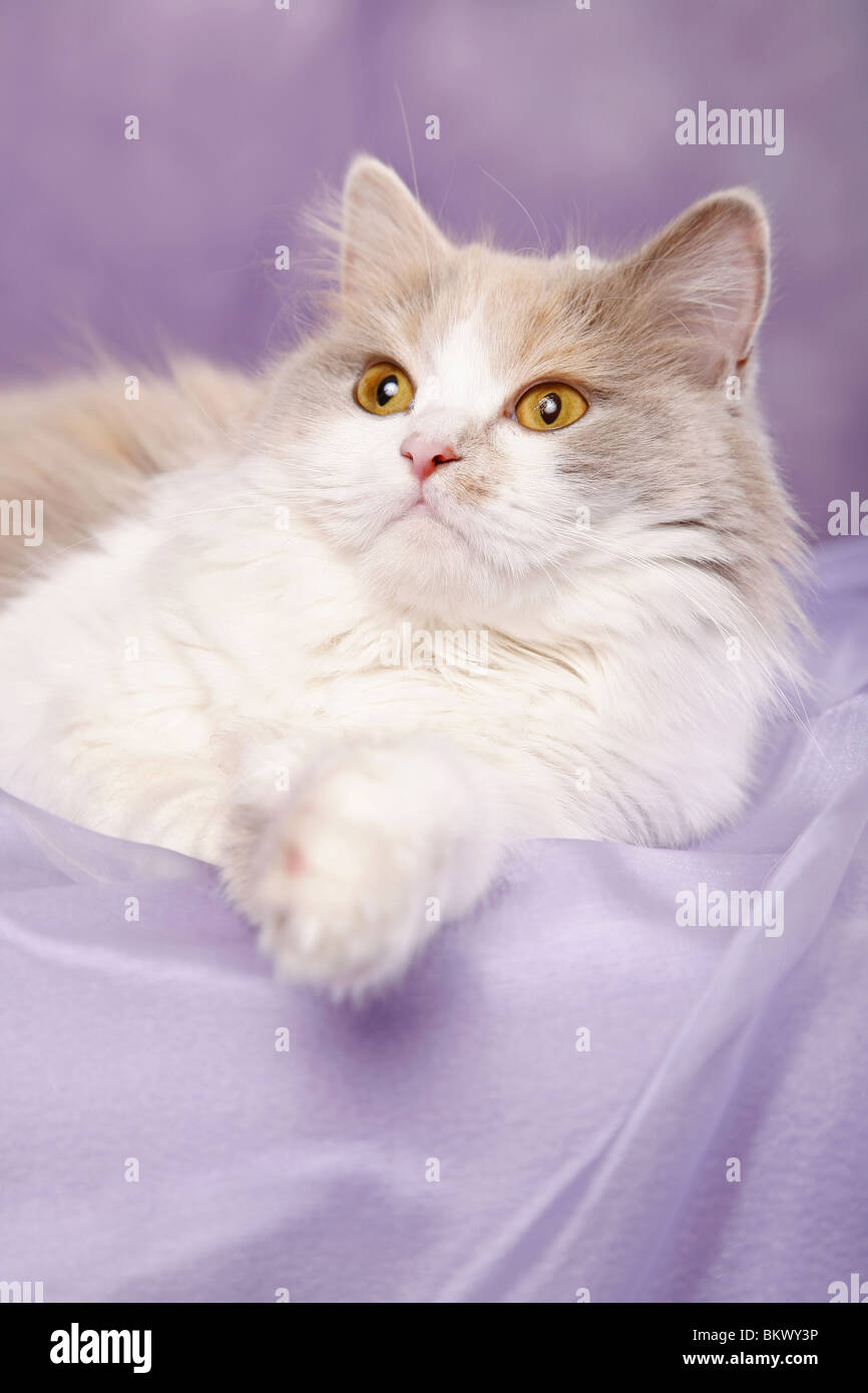 British longhair cat lilac tortie white highlander hi-res stock ...