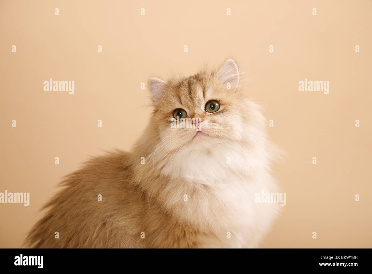 Highlander Kätzin / Highlander she-cat Stock Photo - Alamy