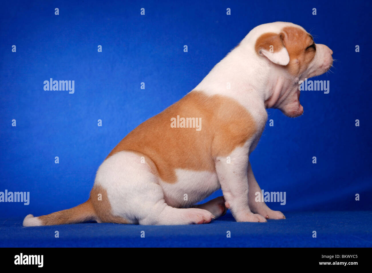 American bulldog yawning hi-res stock photography and images - Alamy