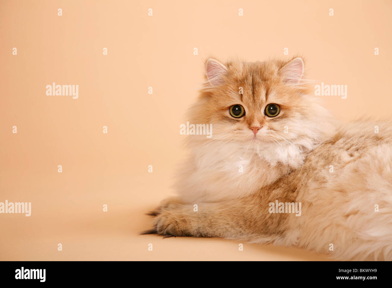 Highlander Kätzin / Highlander she-cat Stock Photo - Alamy