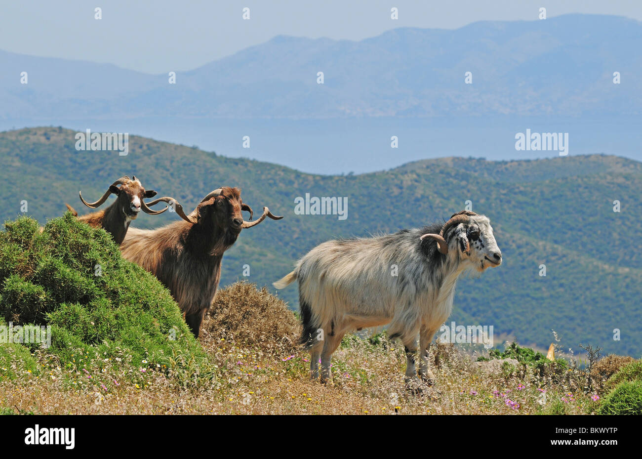 Three goats hi-res stock photography and images - Alamy