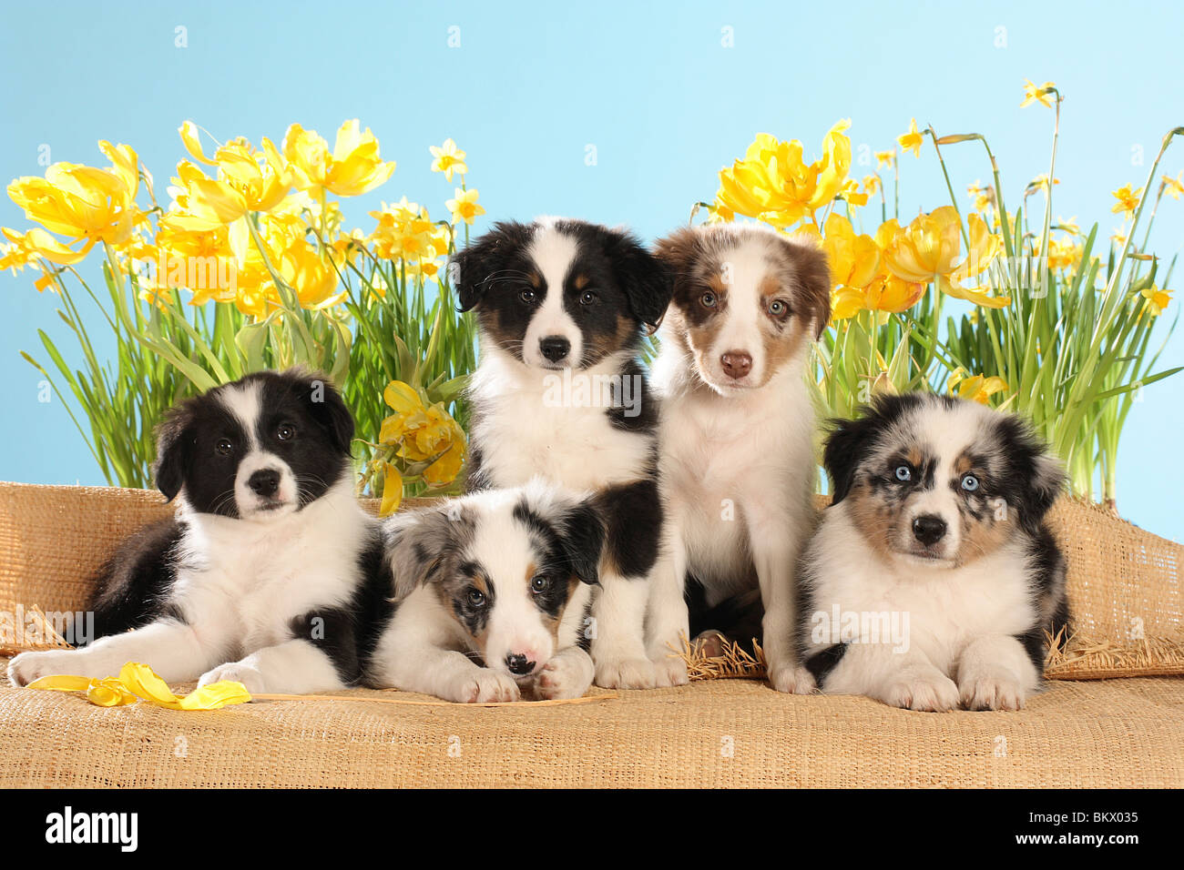 Five flowers hi-res stock photography and images - Alamy