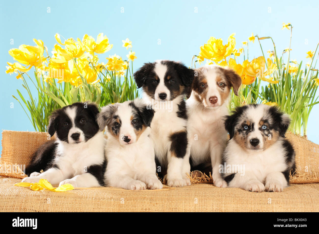 Australian Shepherd dog five puppies flowers Stock Photo - Alamy
