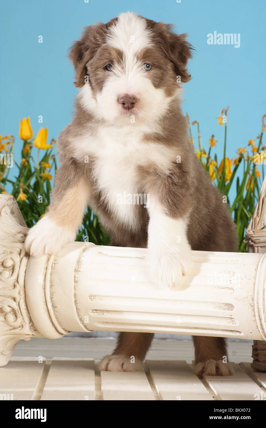 Fore paws hi-res stock photography and images - Alamy