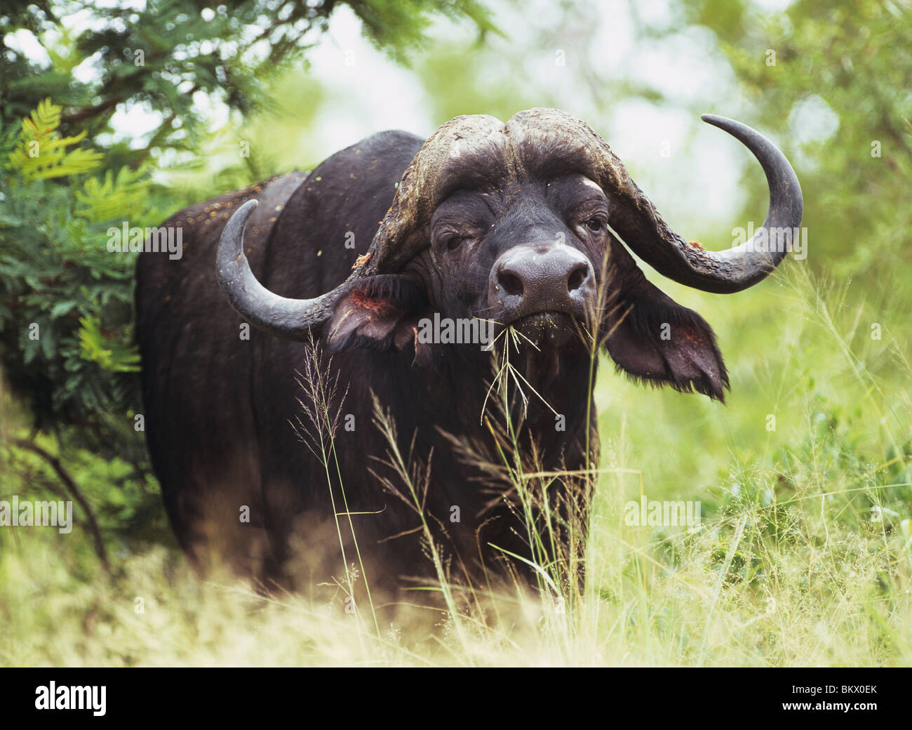African Buffalo bull standing / Syncerus caffer Stock Photo - Alamy