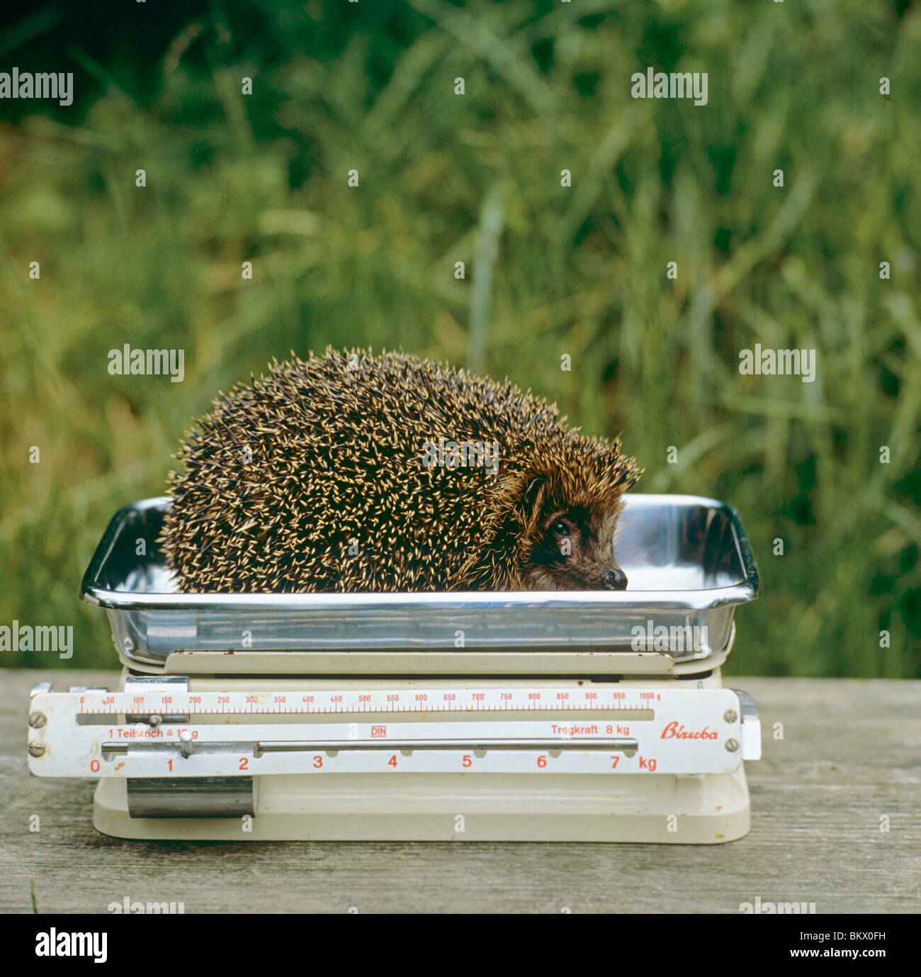 hedgehog being weighed Stock Photo - Alamy