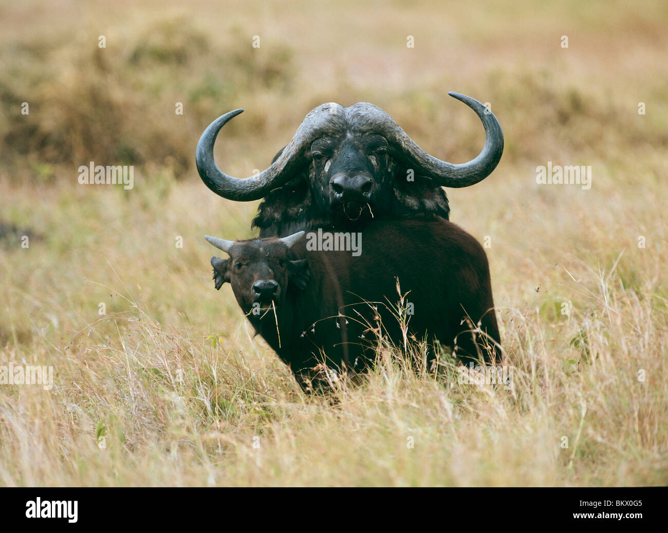 African buffalo cub / Syncerus caffer Stock Photo - Alamy