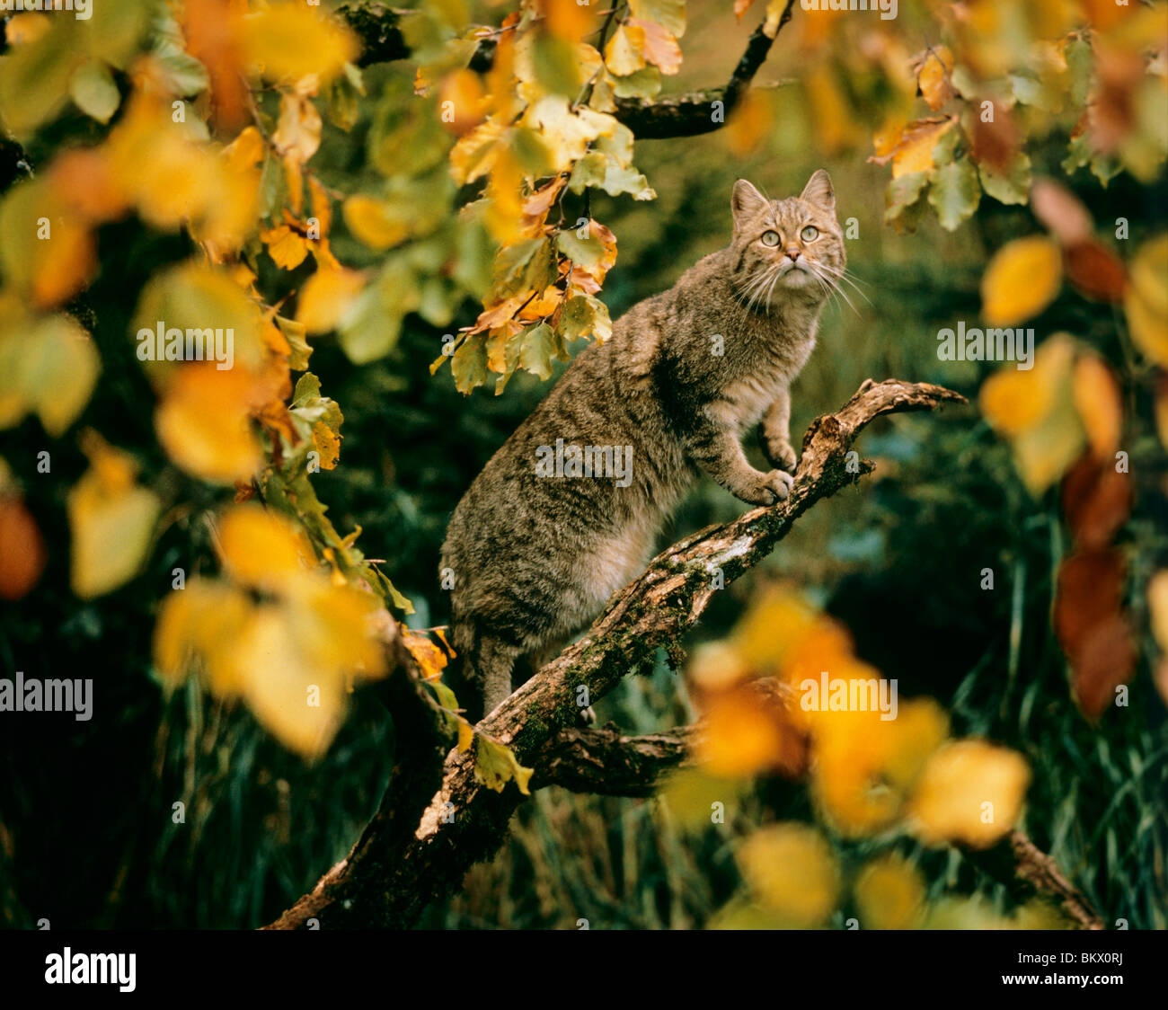 Wildcat standing branch / Felis silvestris Stock Photo - Alamy