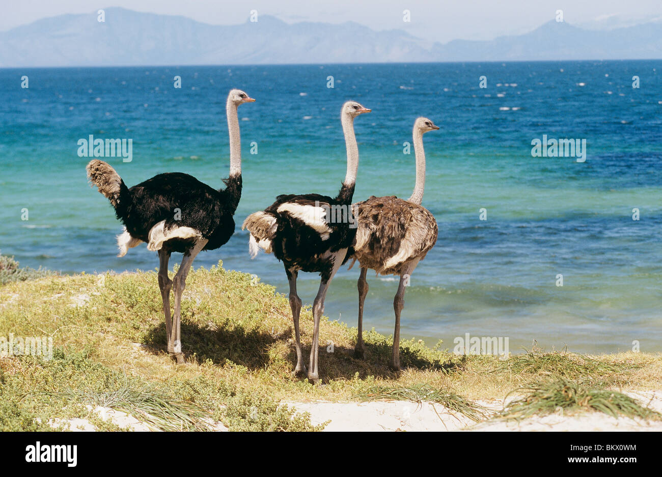 three Ostriches standing beach / Struthio camelus Stock Photo - Alamy