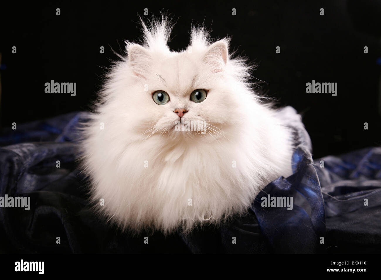 Highlander Kätzin / Highlander she-cat Stock Photo - Alamy
