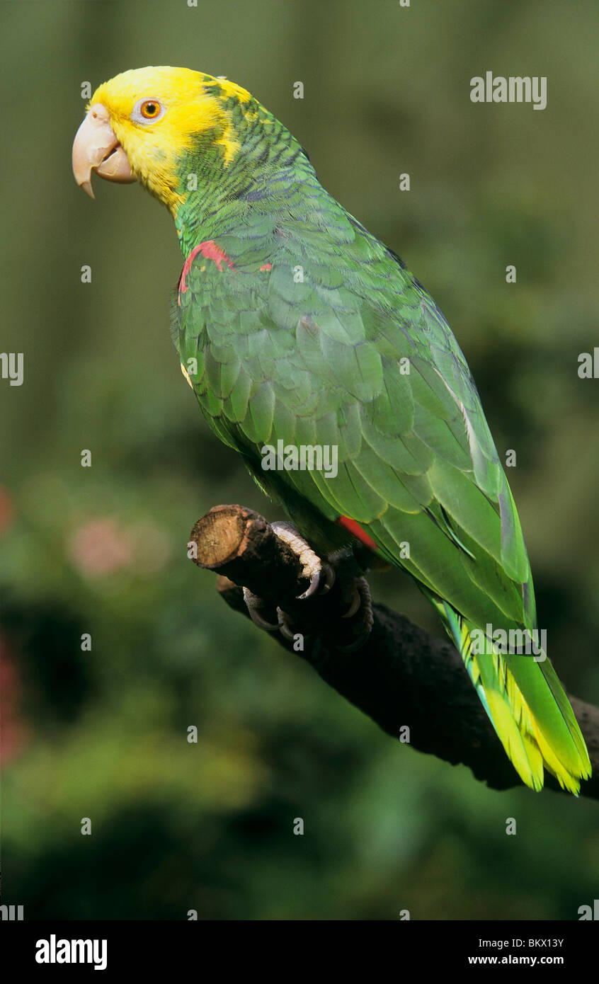 Yellow-crowned Amazon branch / Amazona ochrocephala Stock Photo - Alamy