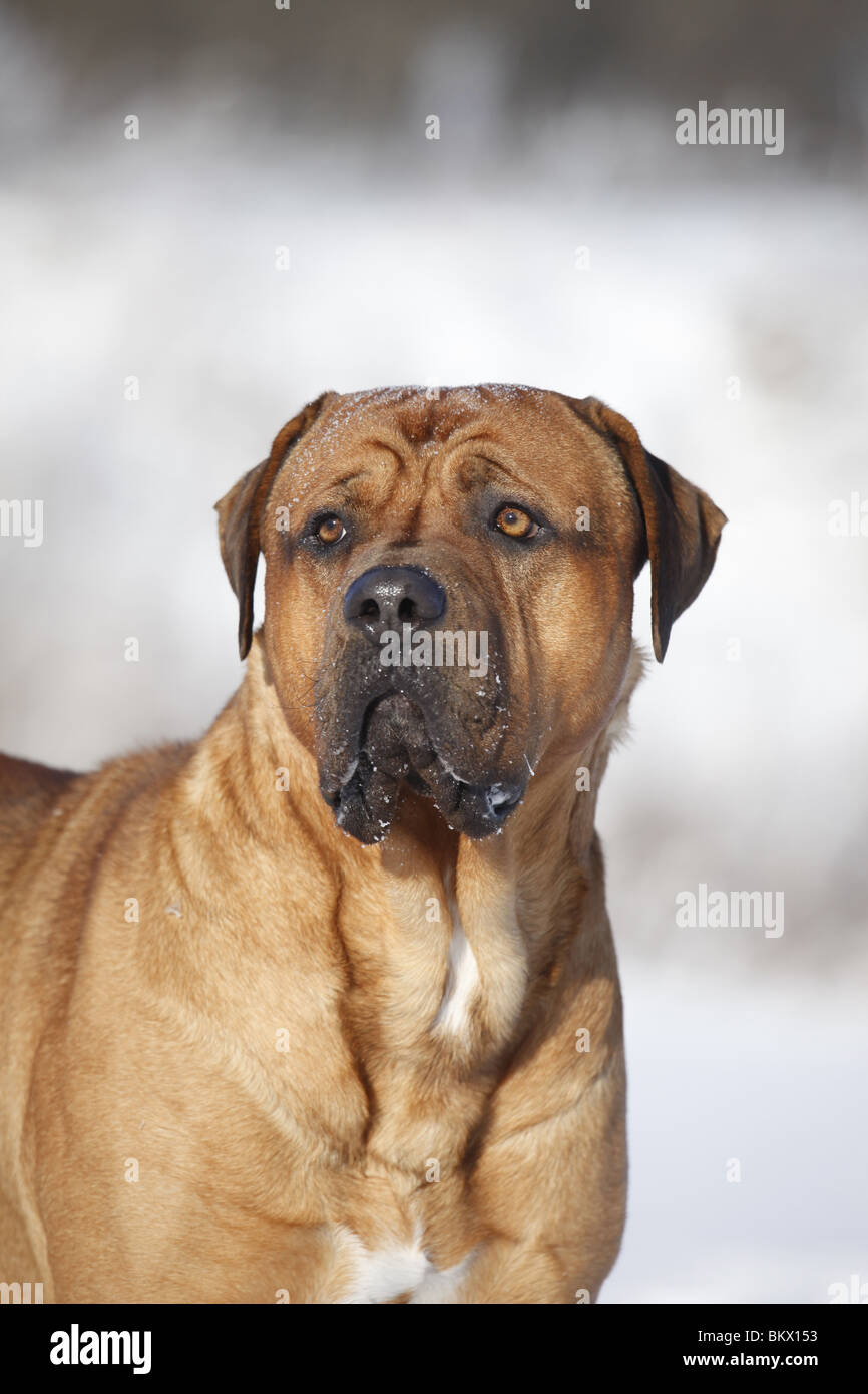 Tosa Inu Portrait Stock Photo - Alamy
