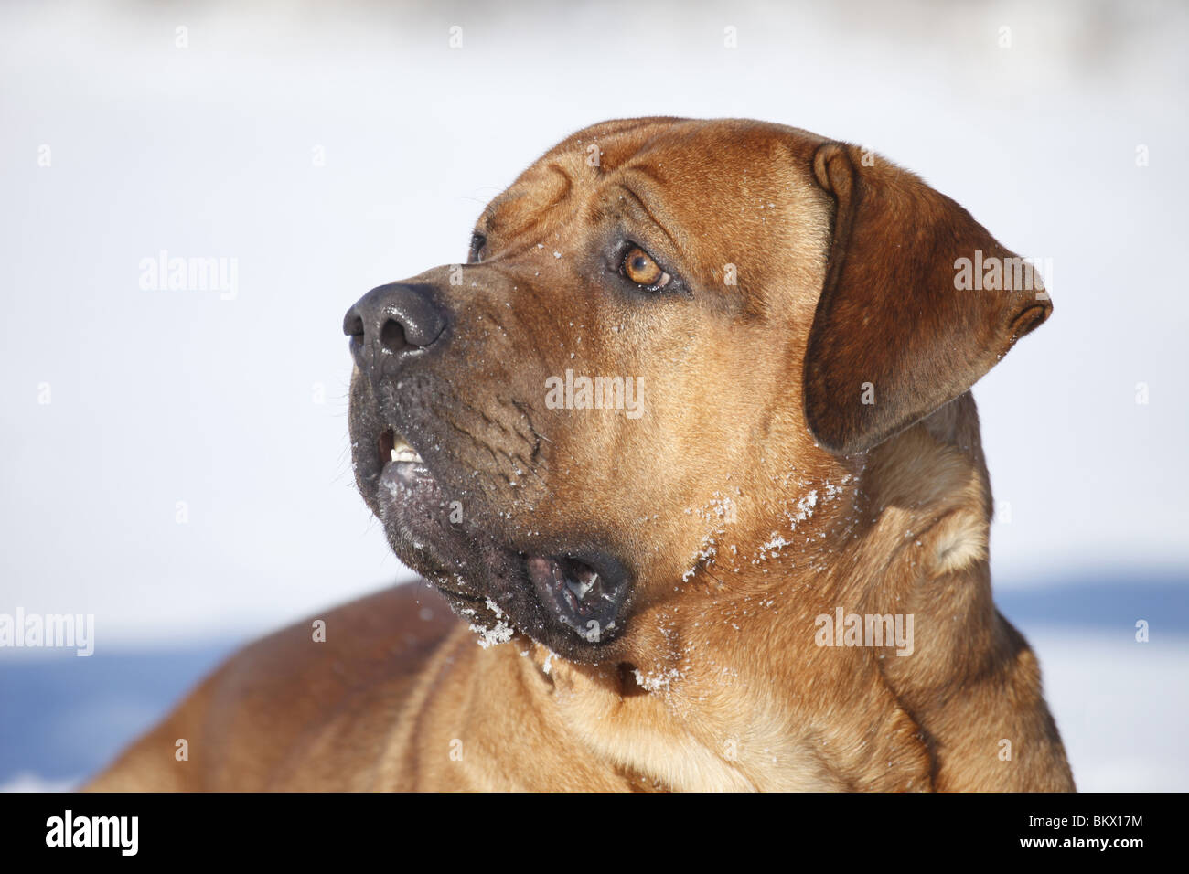 Tosa Inu Portrait Stock Photo - Alamy