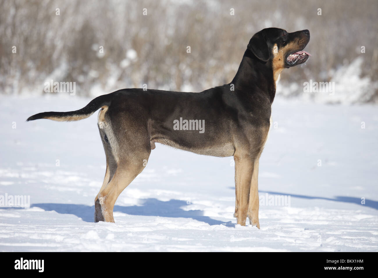 Tosa hund hi-res stock photography and images - Alamy