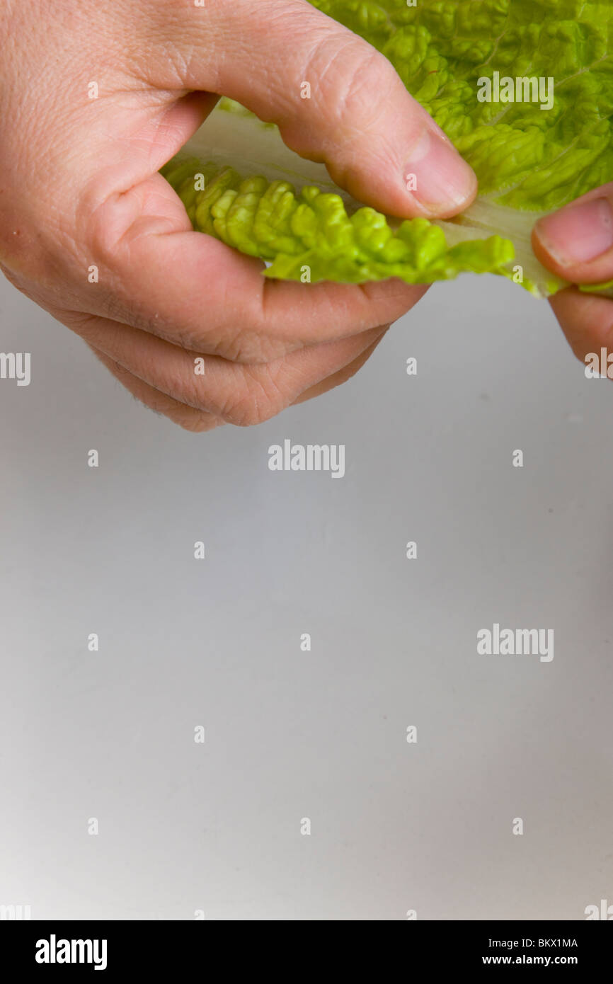 Close up of a man's hands tearing a lettuce leaf Stock Photo - Alamy