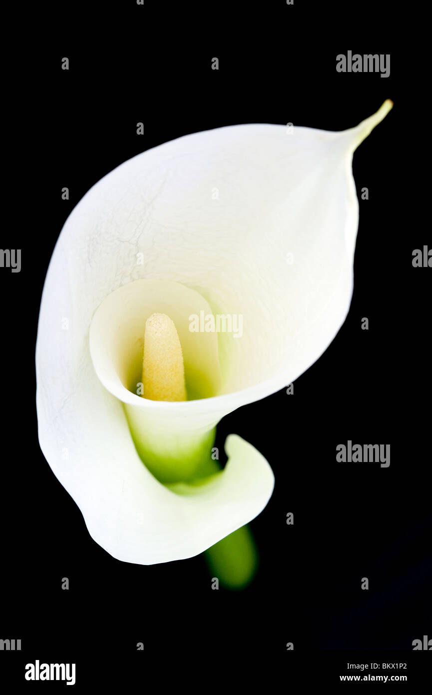 Calla lily against black background Stock Photo - Alamy
