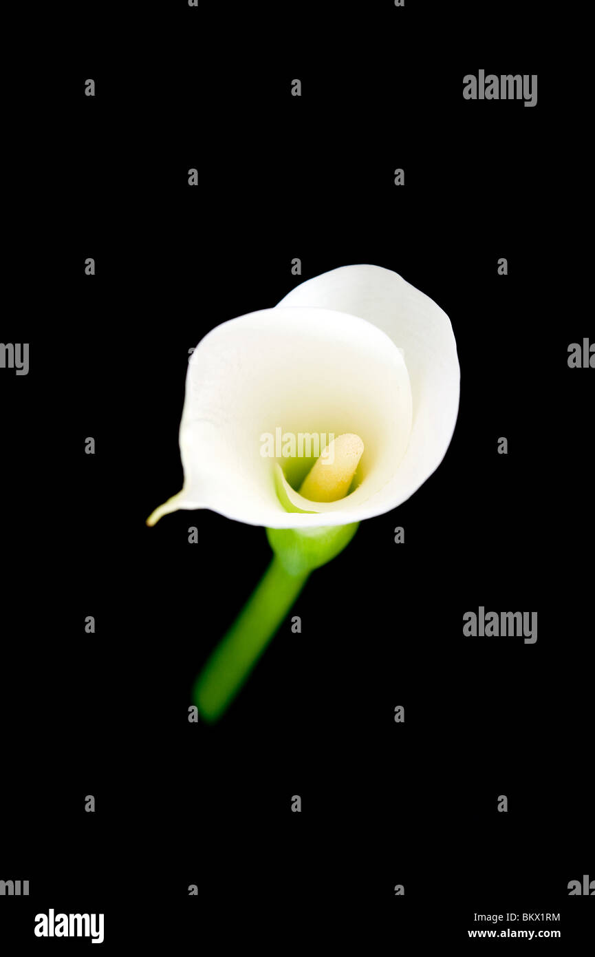 Calla lily against black background Stock Photo - Alamy