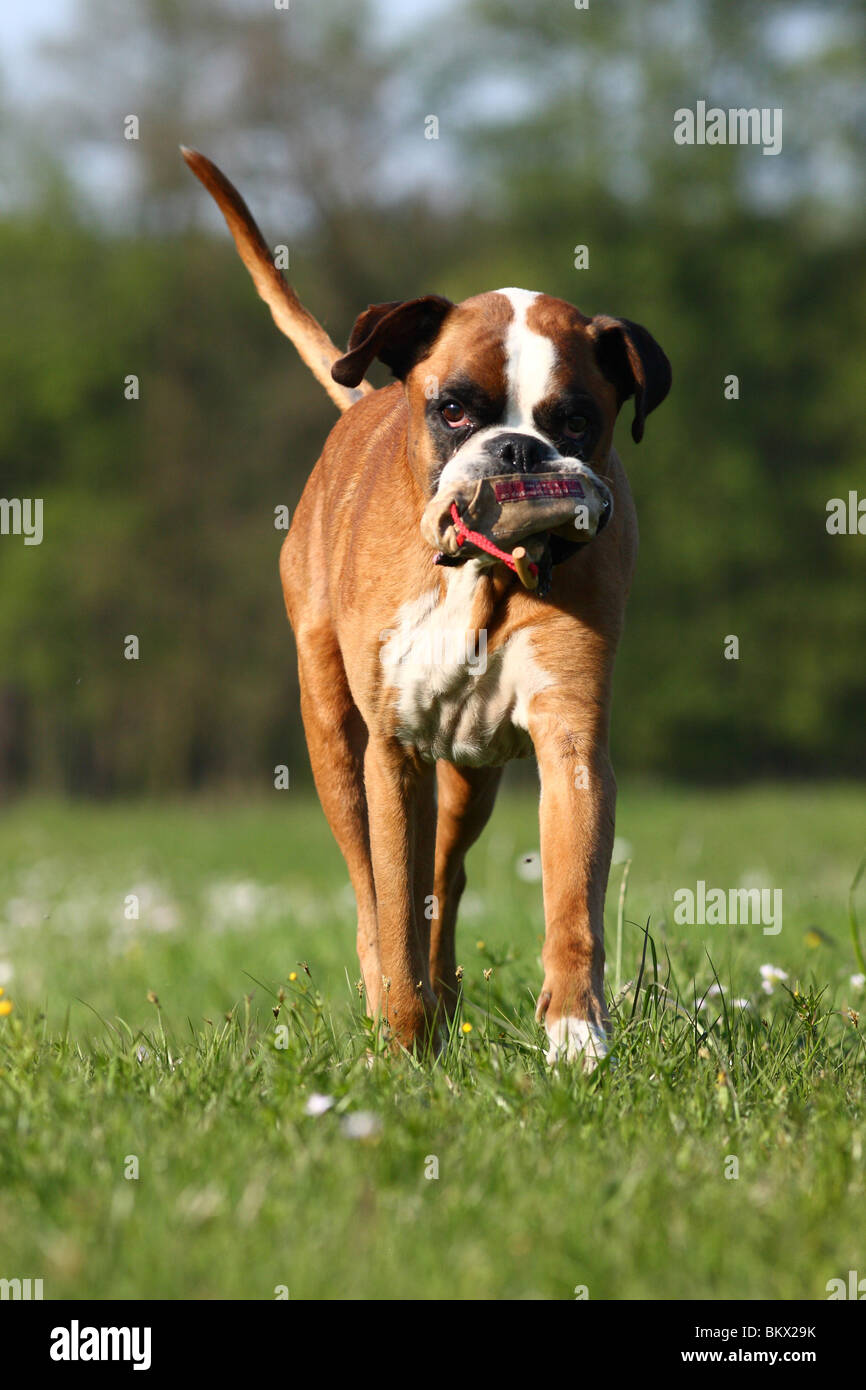 Playing trotting to camera hi-res stock photography and images - Alamy