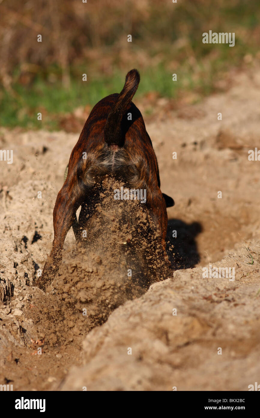 Digging back view hi-res stock photography and images - Alamy