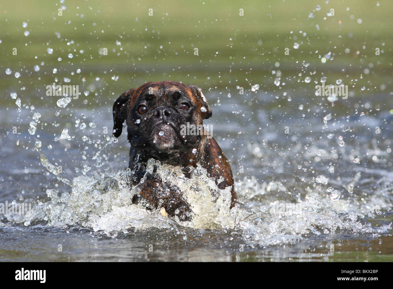 Boxer dog bath hi-res stock photography and images - Alamy