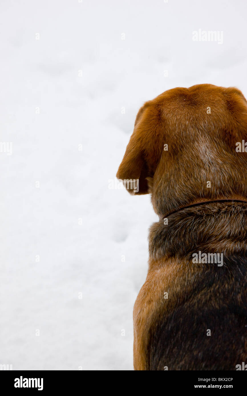 Back view beagles head hi-res stock photography and images - Alamy
