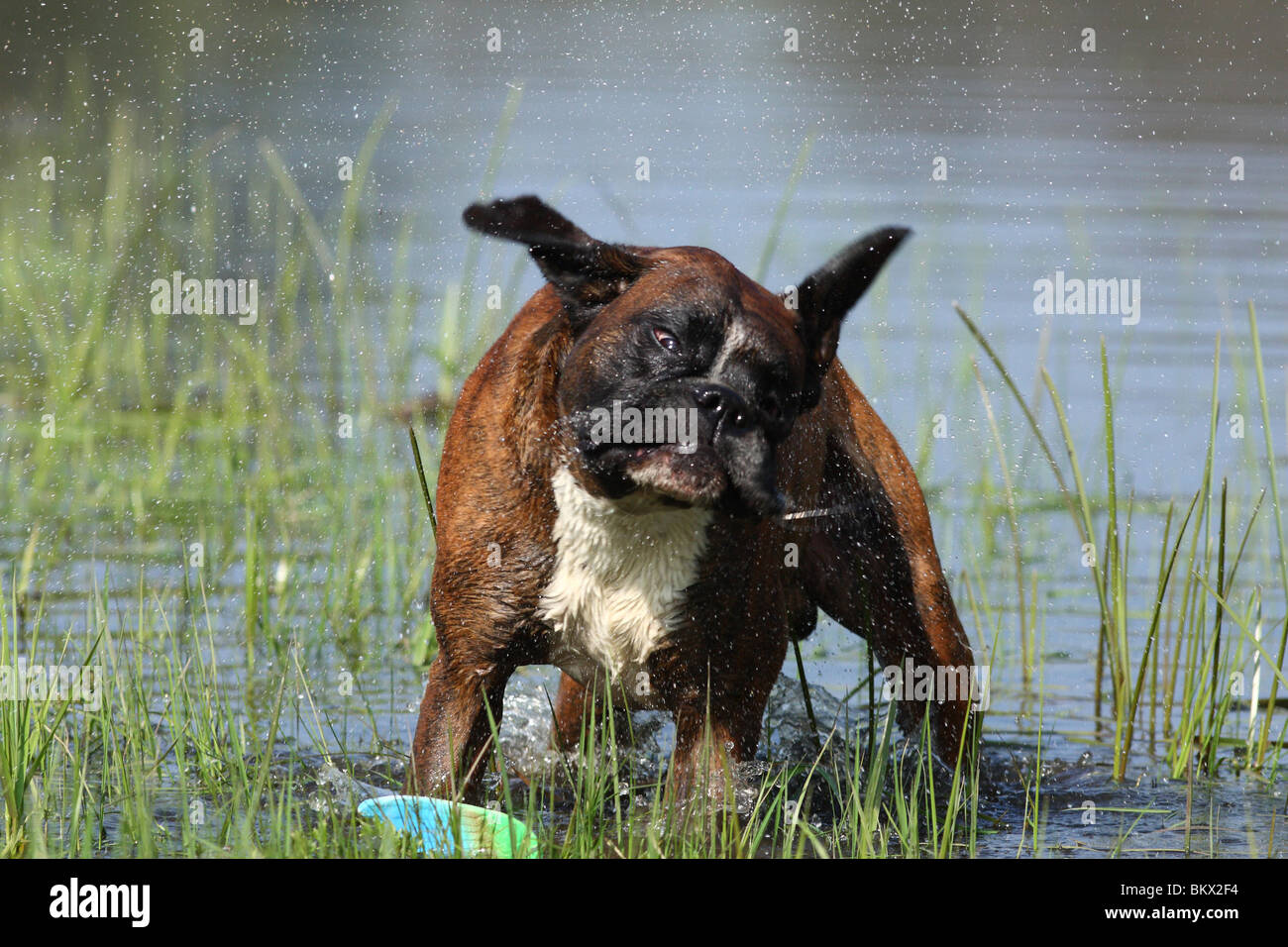 Wet boxer dog hi-res stock photography and images - Alamy
