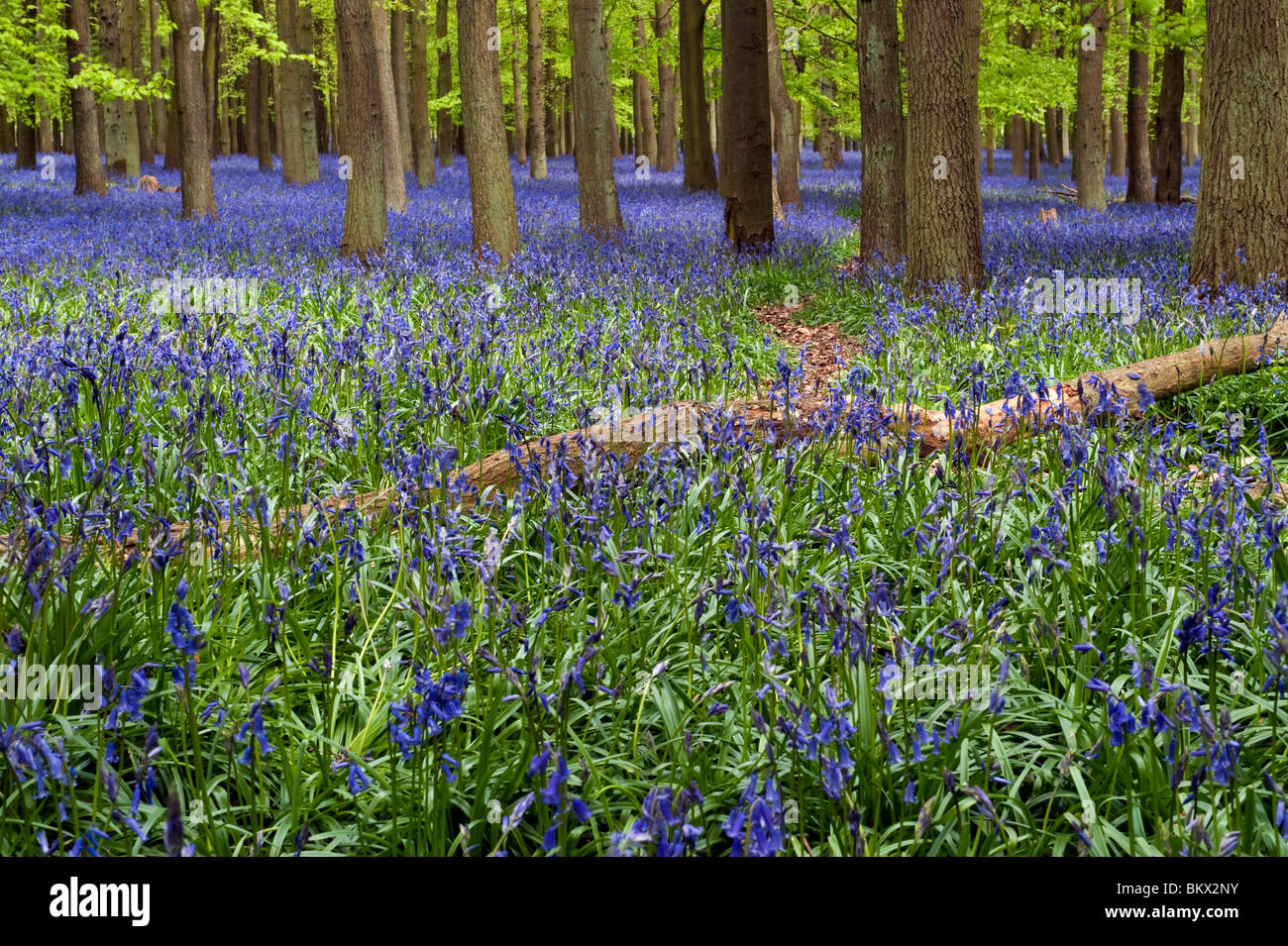 Dockey Woods Bluebells,Ringshall Stock Photo - Alamy