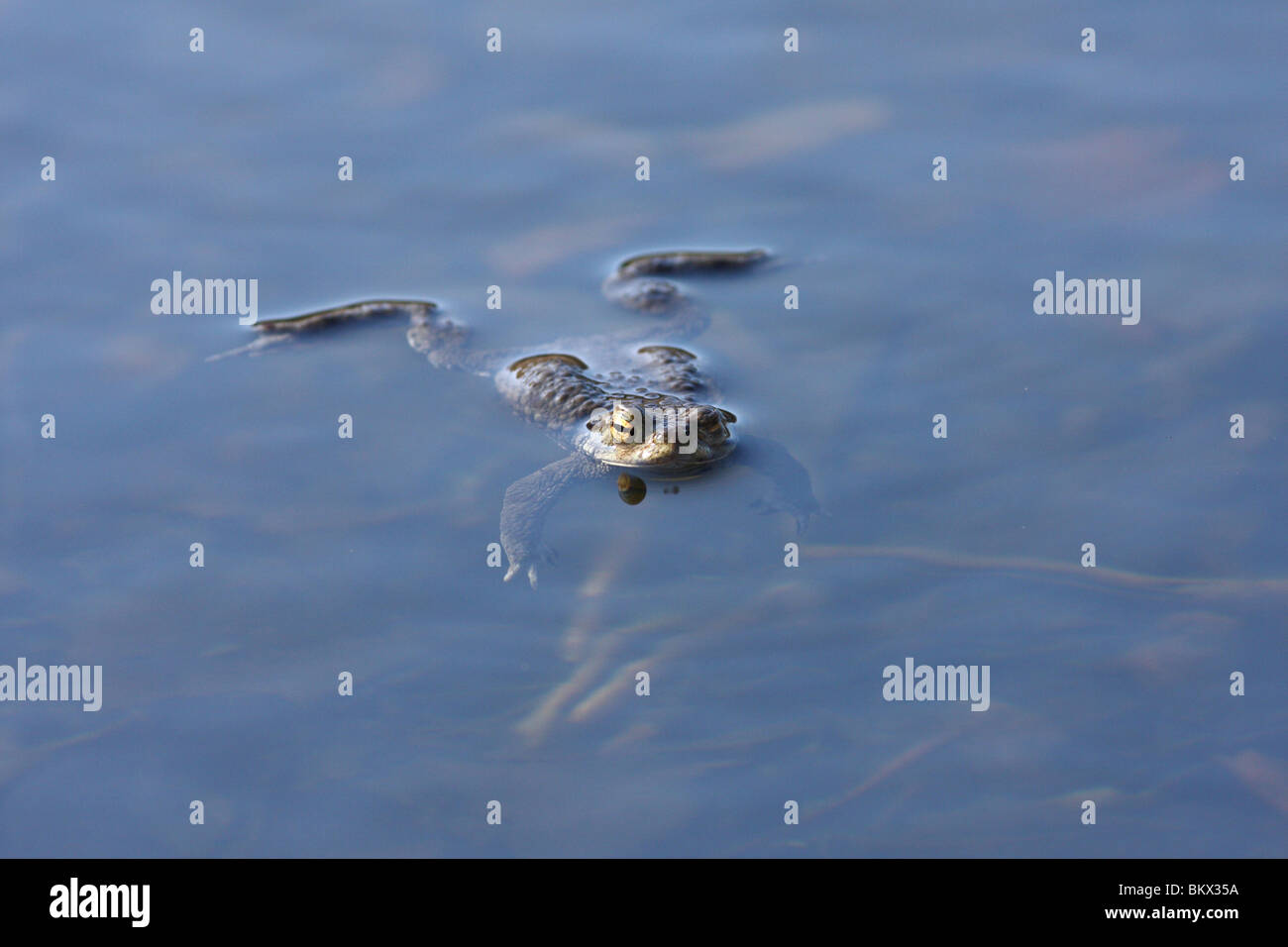 Toad lakes hi-res stock photography and images - Alamy