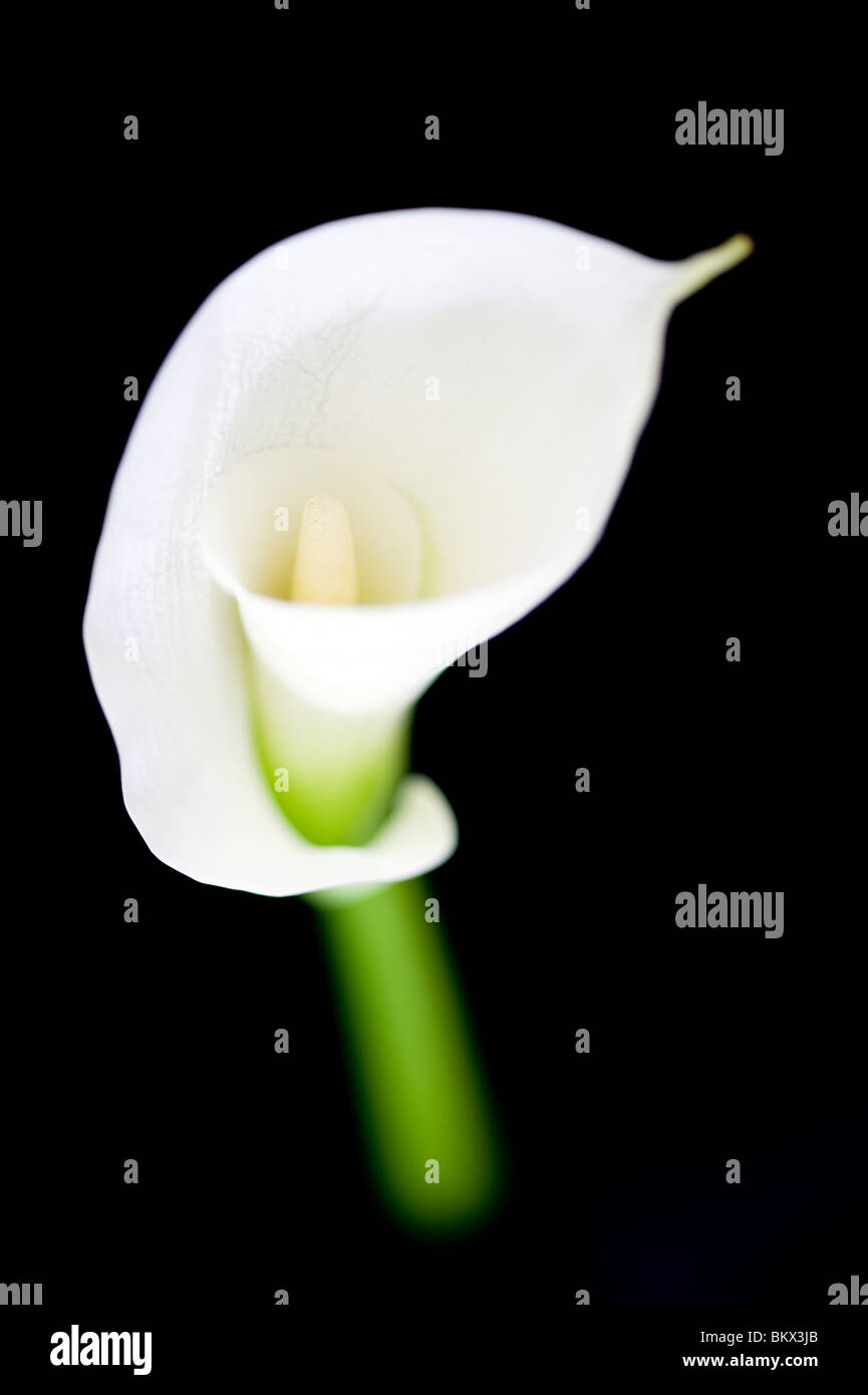 Calla lily against black background Stock Photo - Alamy