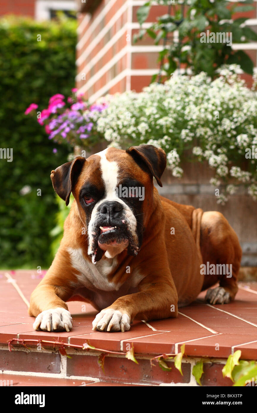 Old boxer hi-res stock photography and images - Alamy