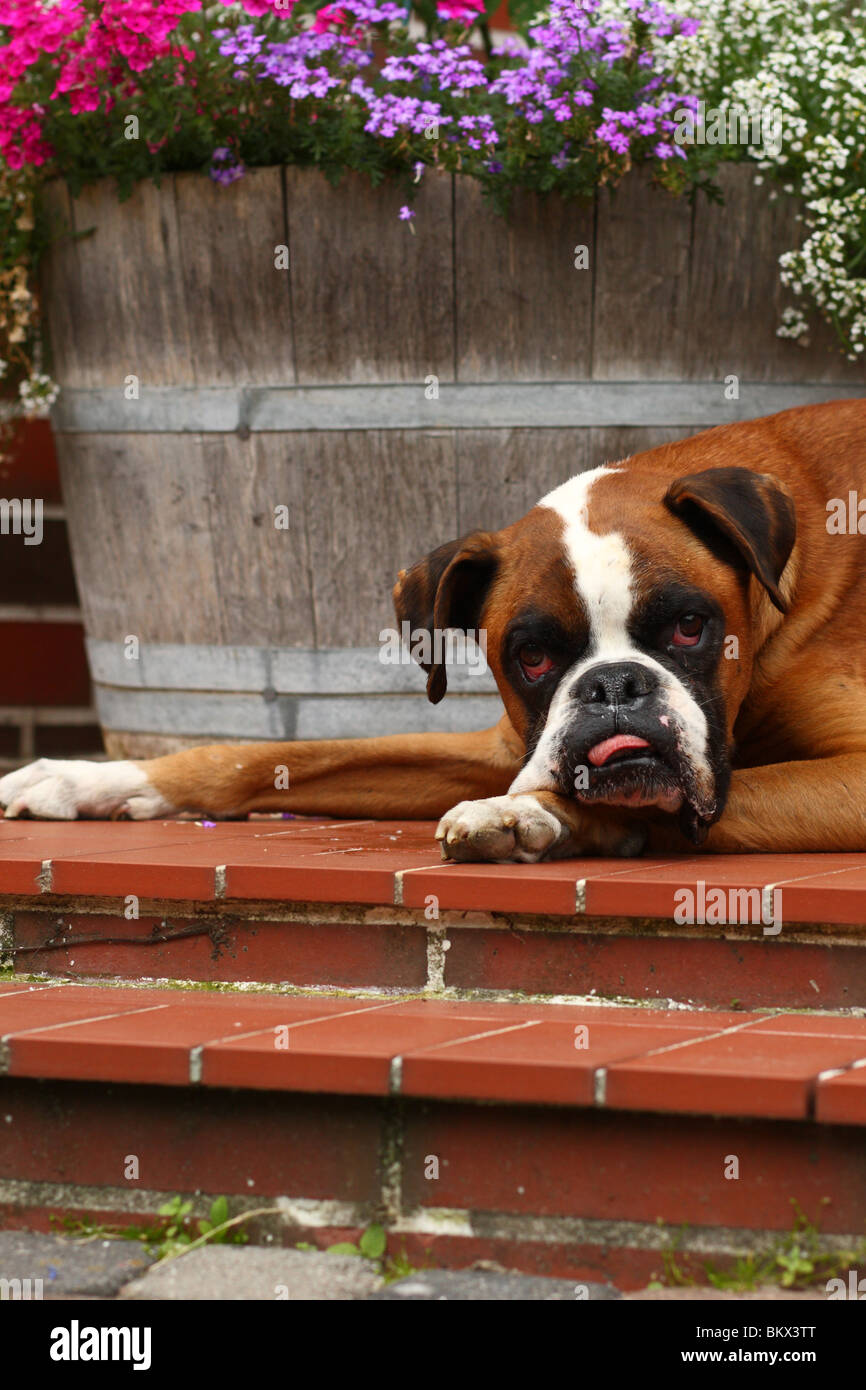Old boxer hi-res stock photography and images - Alamy