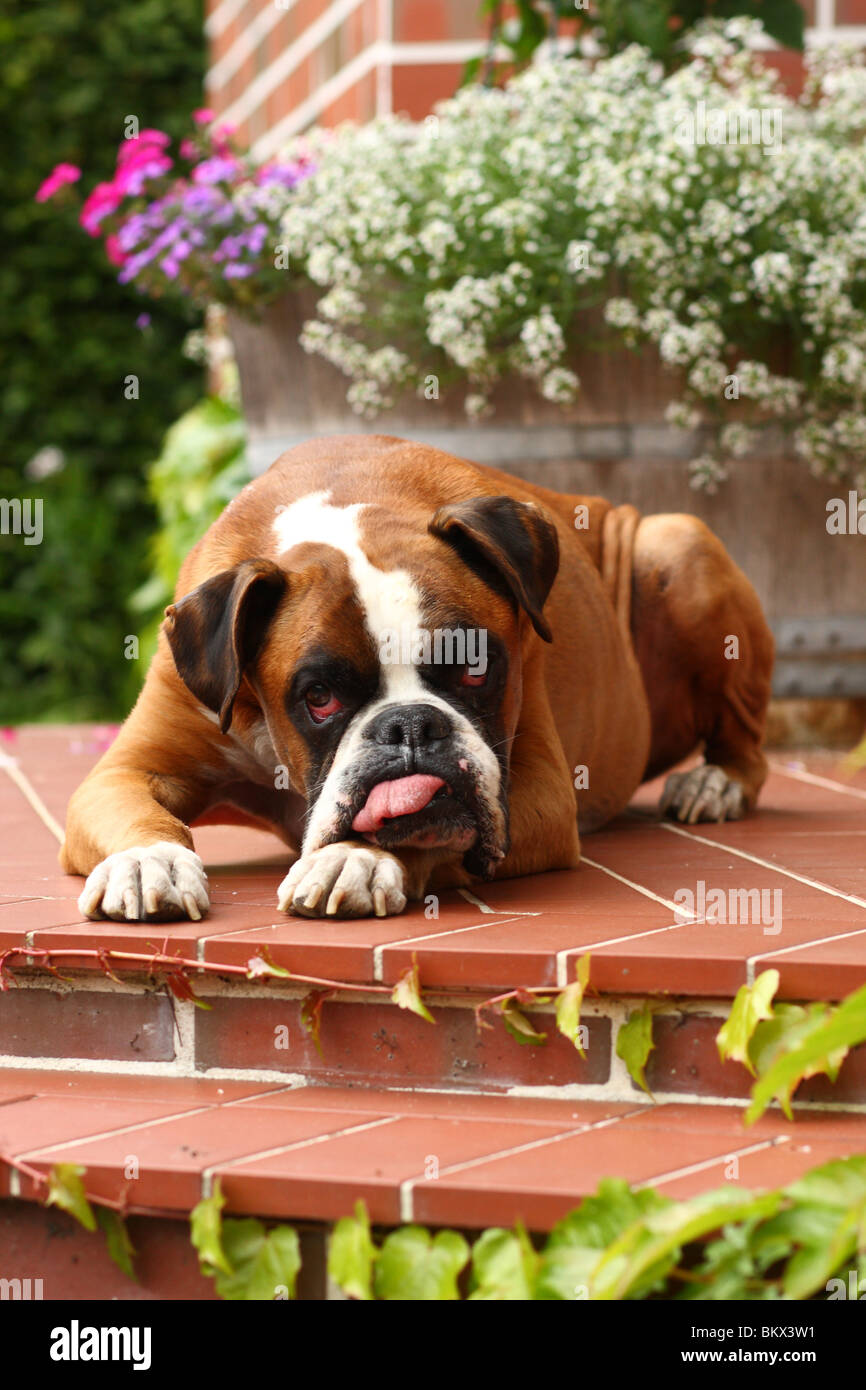 Old boxer hi-res stock photography and images - Alamy