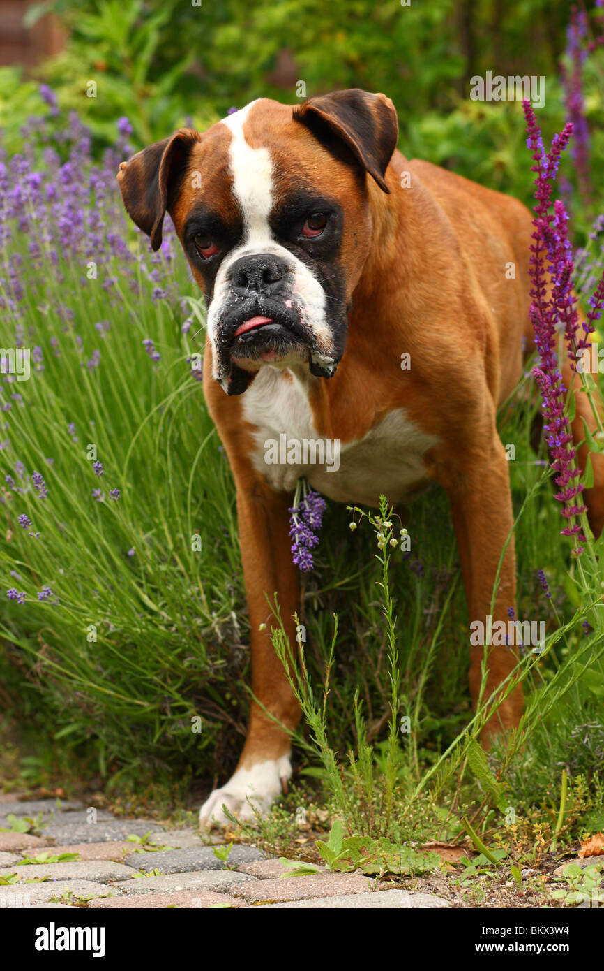 Old boxer hi-res stock photography and images - Alamy