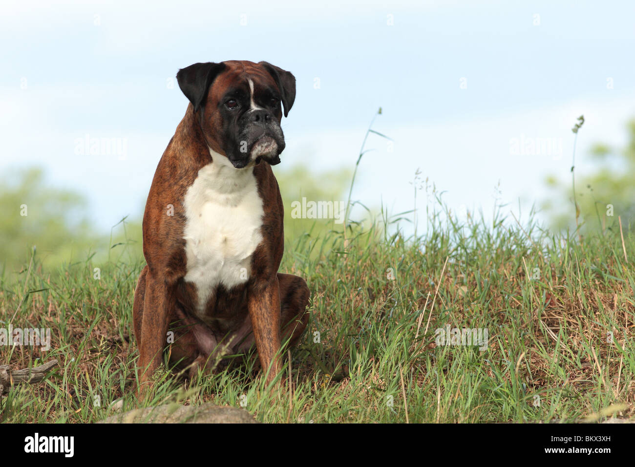 Sitzender boxer hi-res stock photography and images - Alamy