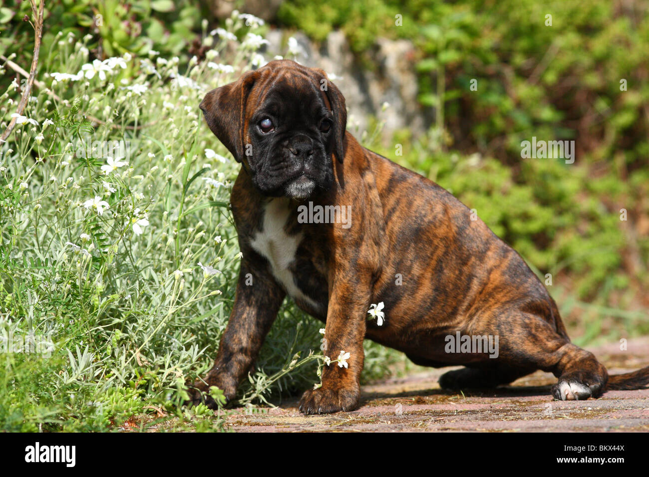 Boxer Puppy with eye injury Stock Photo - Alamy