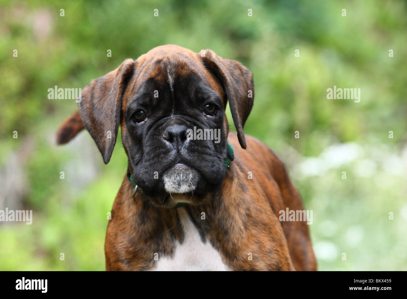 Boxer pups hi-res stock photography and images - Alamy