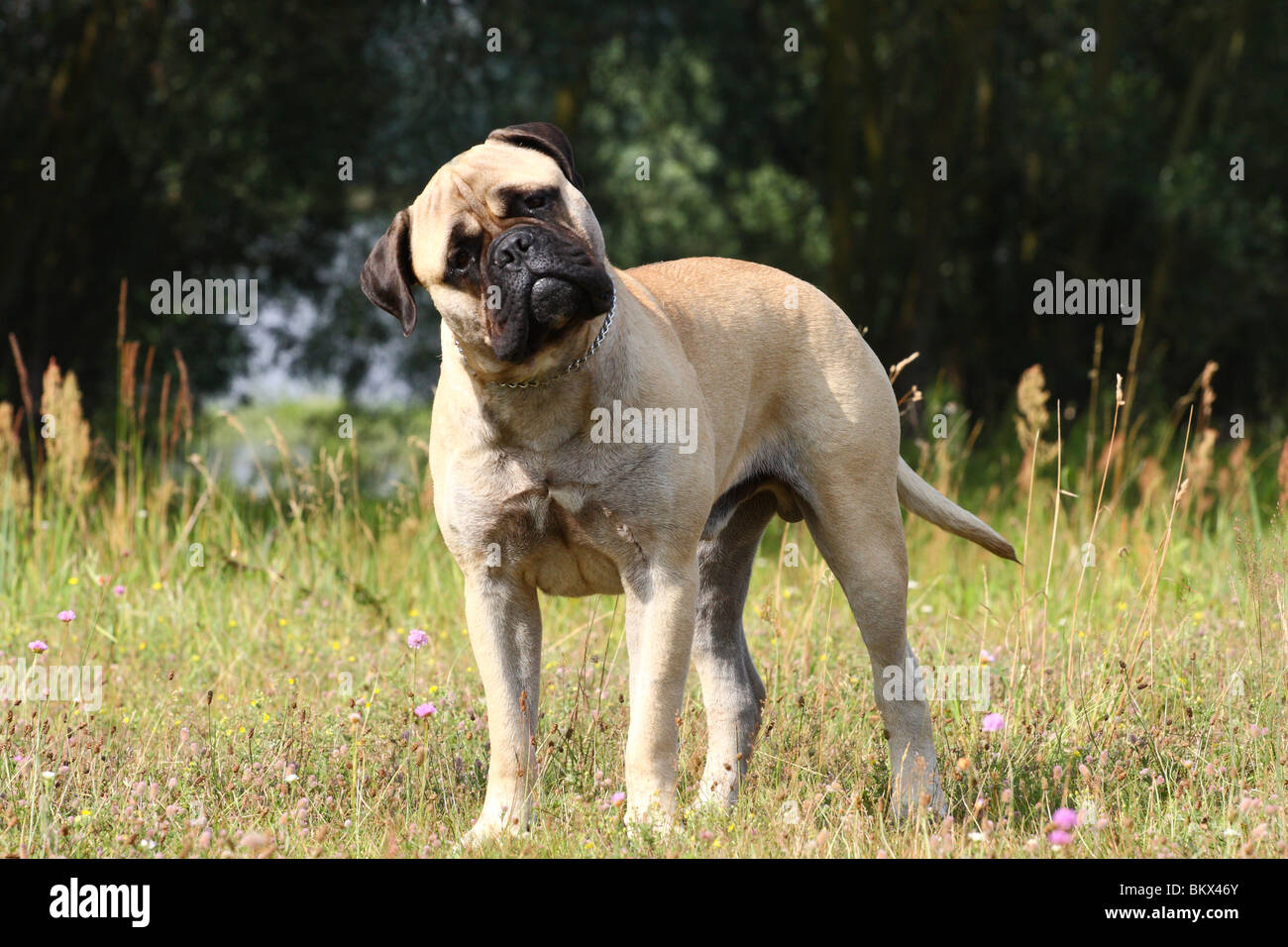 Bullmastiff standing hi-res stock photography and images - Alamy