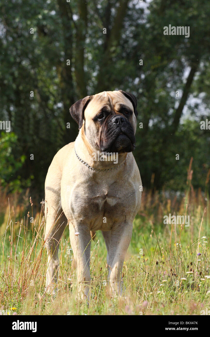 Bull mastiffs hi-res stock photography and images - Alamy