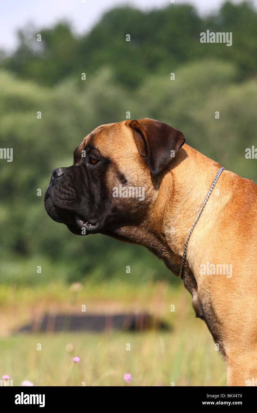 Bullmastiff male hi-res stock photography and images - Alamy