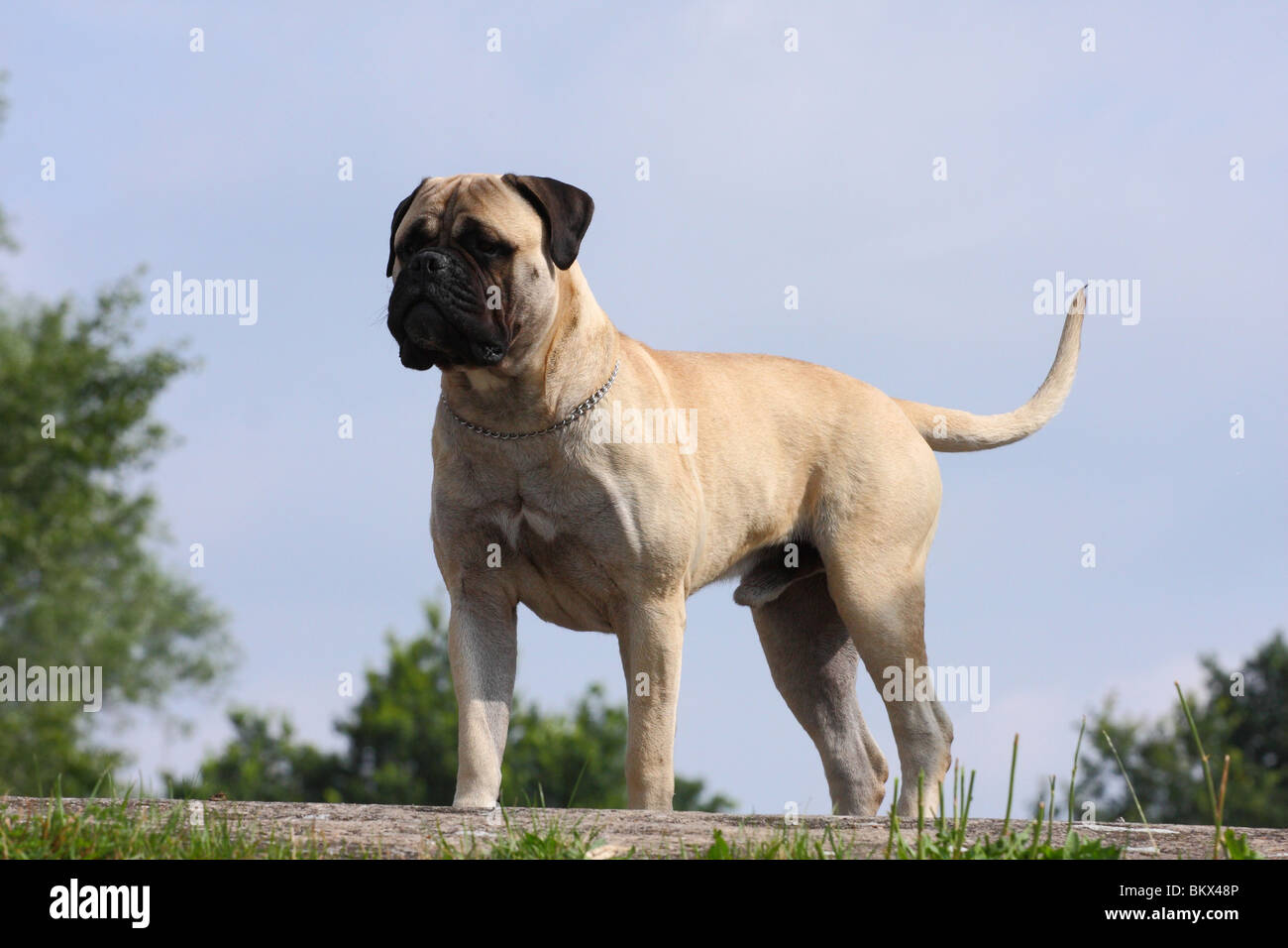 Bull mastiffs hi-res stock photography and images - Alamy