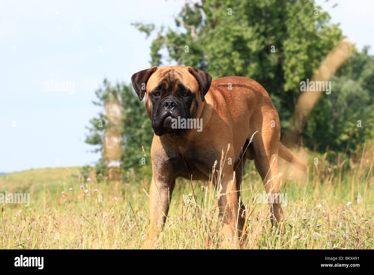 Bull mastiffs hi-res stock photography and images - Alamy