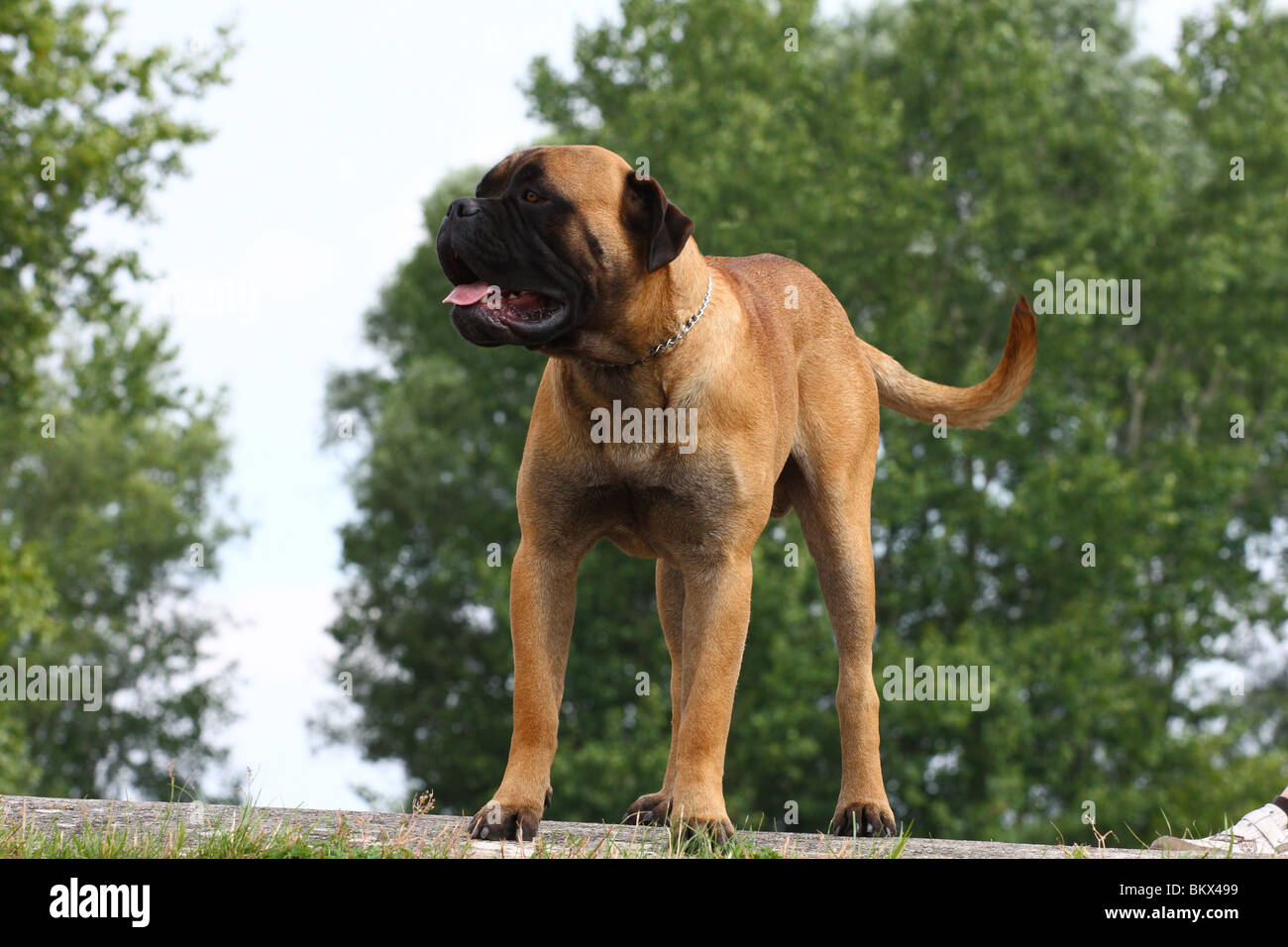 Bull mastiffs hi-res stock photography and images - Alamy