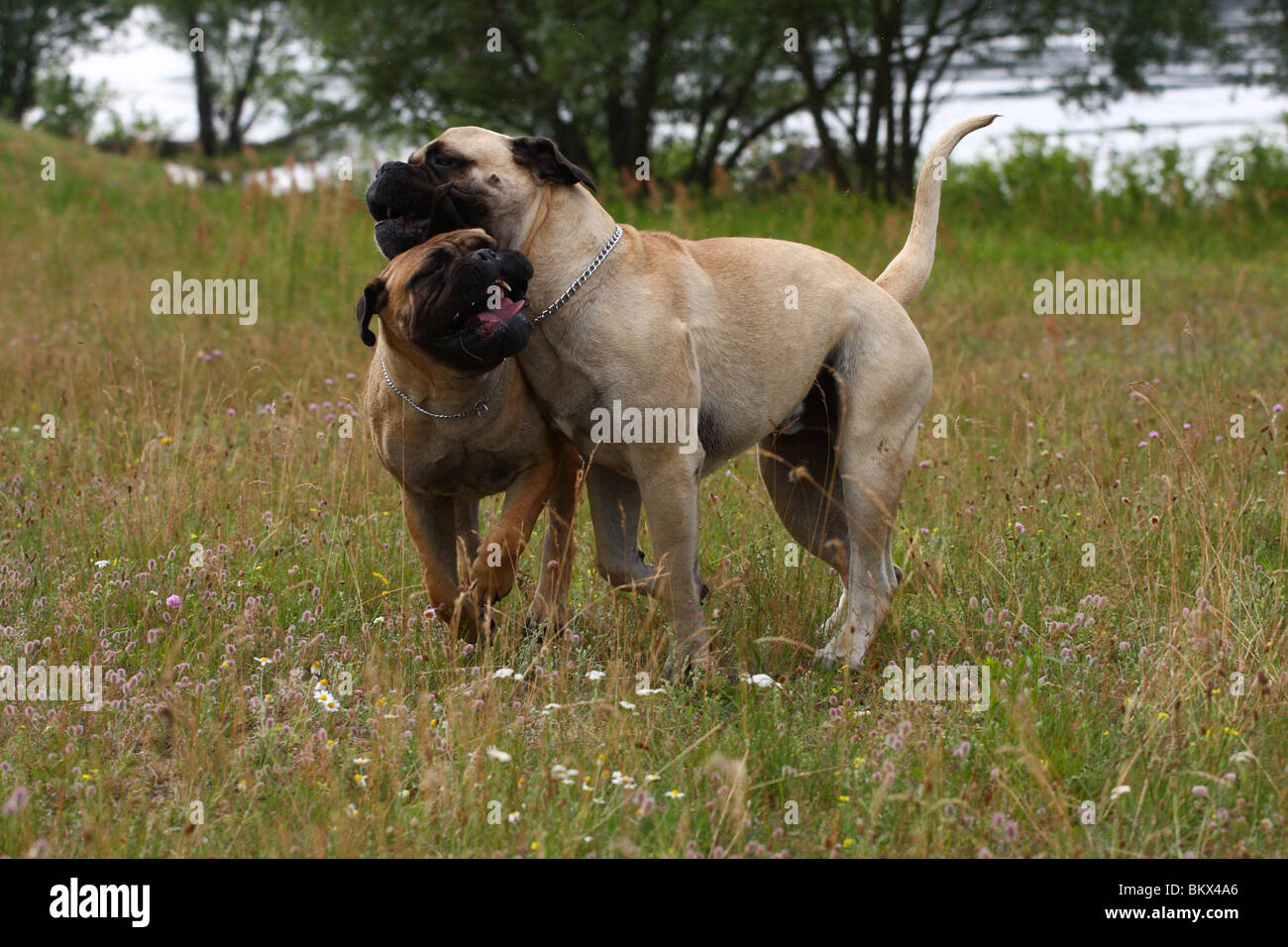 Bullmastiff hi-res stock photography and images - Alamy