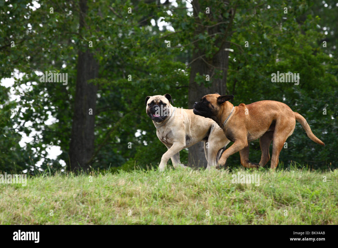 Bullmastiff running hi-res stock photography and images - Alamy