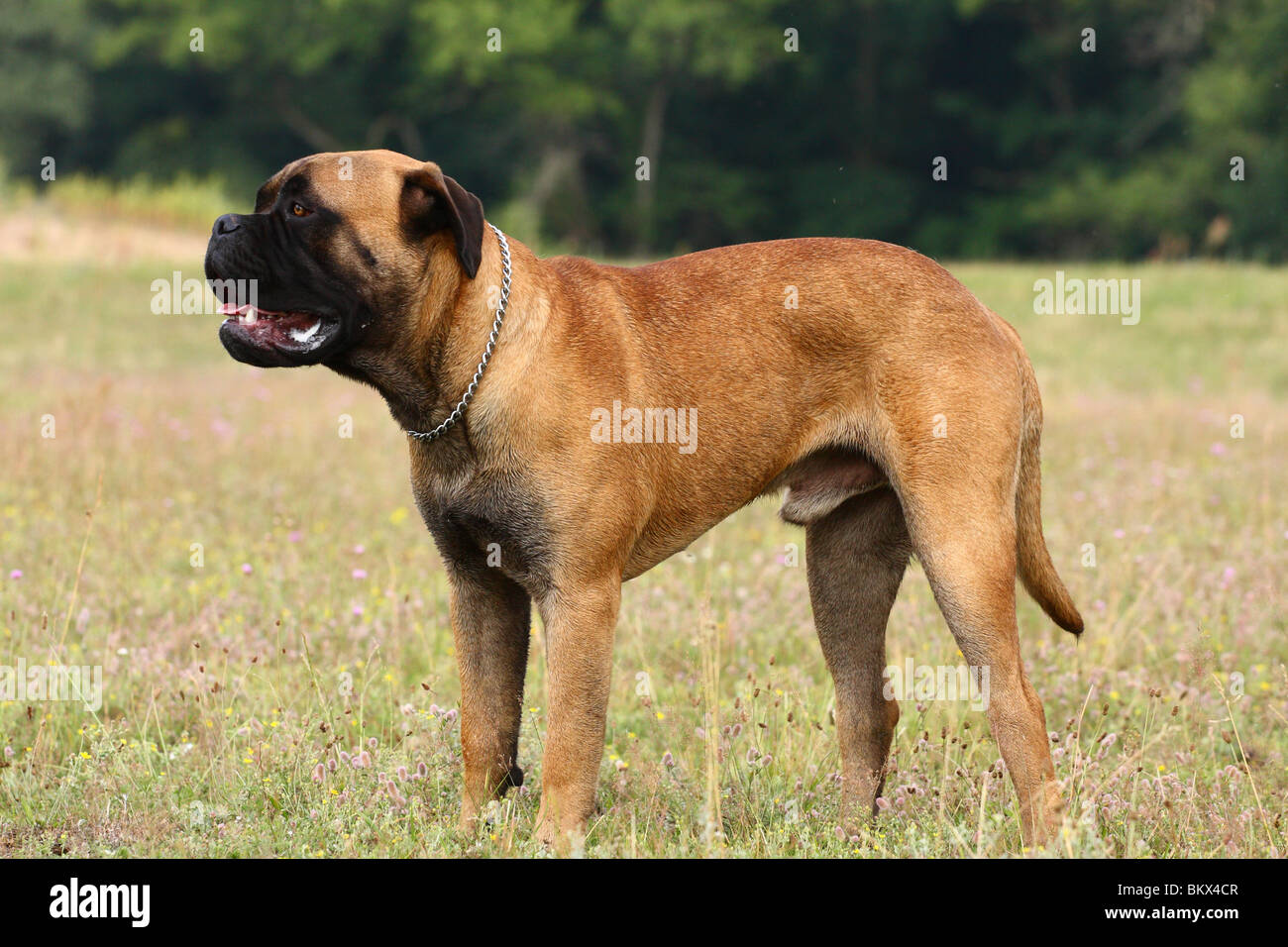 Bullmastiff standing hi-res stock photography and images - Alamy