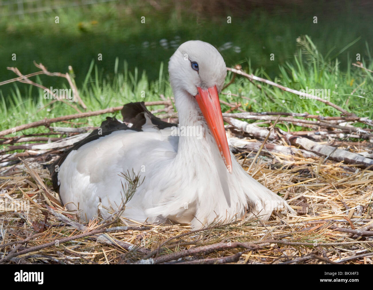 White Stork (ciconia ciconia) on nest Stock Photo - Alamy